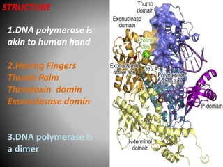 Eukaryotic dna polymerase pptx | PPTX