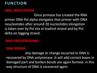 Eukaryotic dna polymerase pptx | PPTX