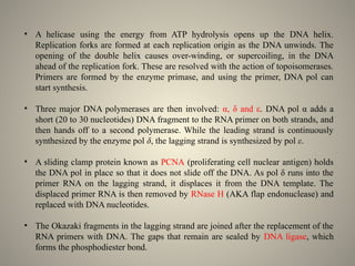 Replication process of DNA in eukayotes.pptx