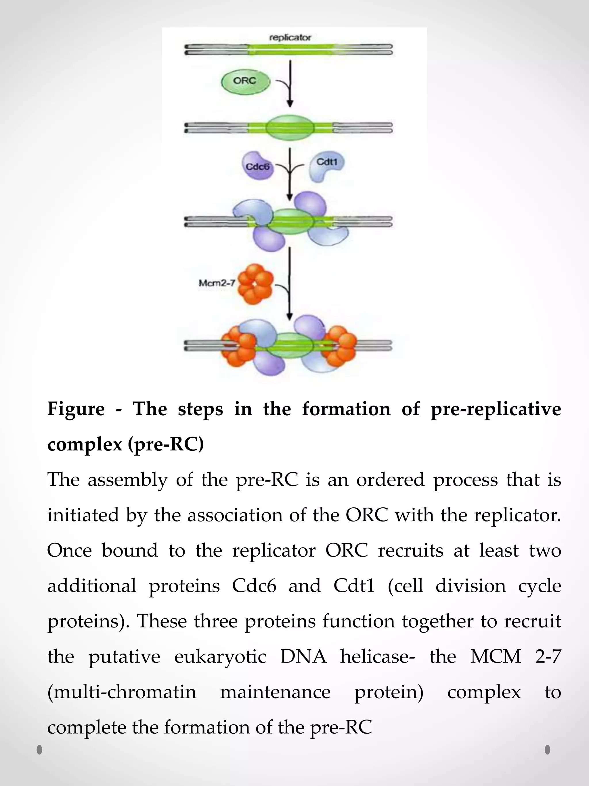 Eukaryotic DNA replication | PPTX
