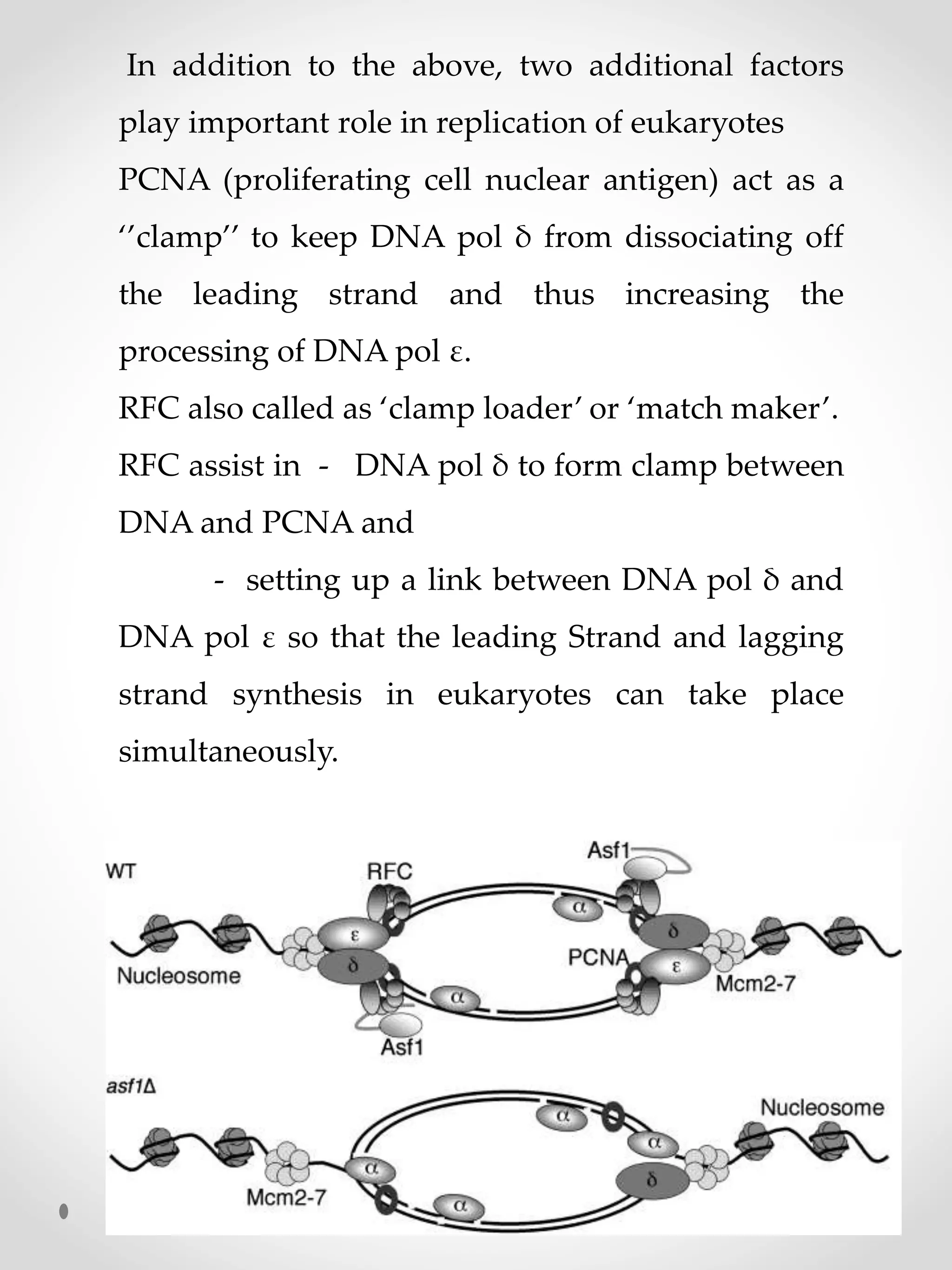 Eukaryotic DNA replication | PPTX