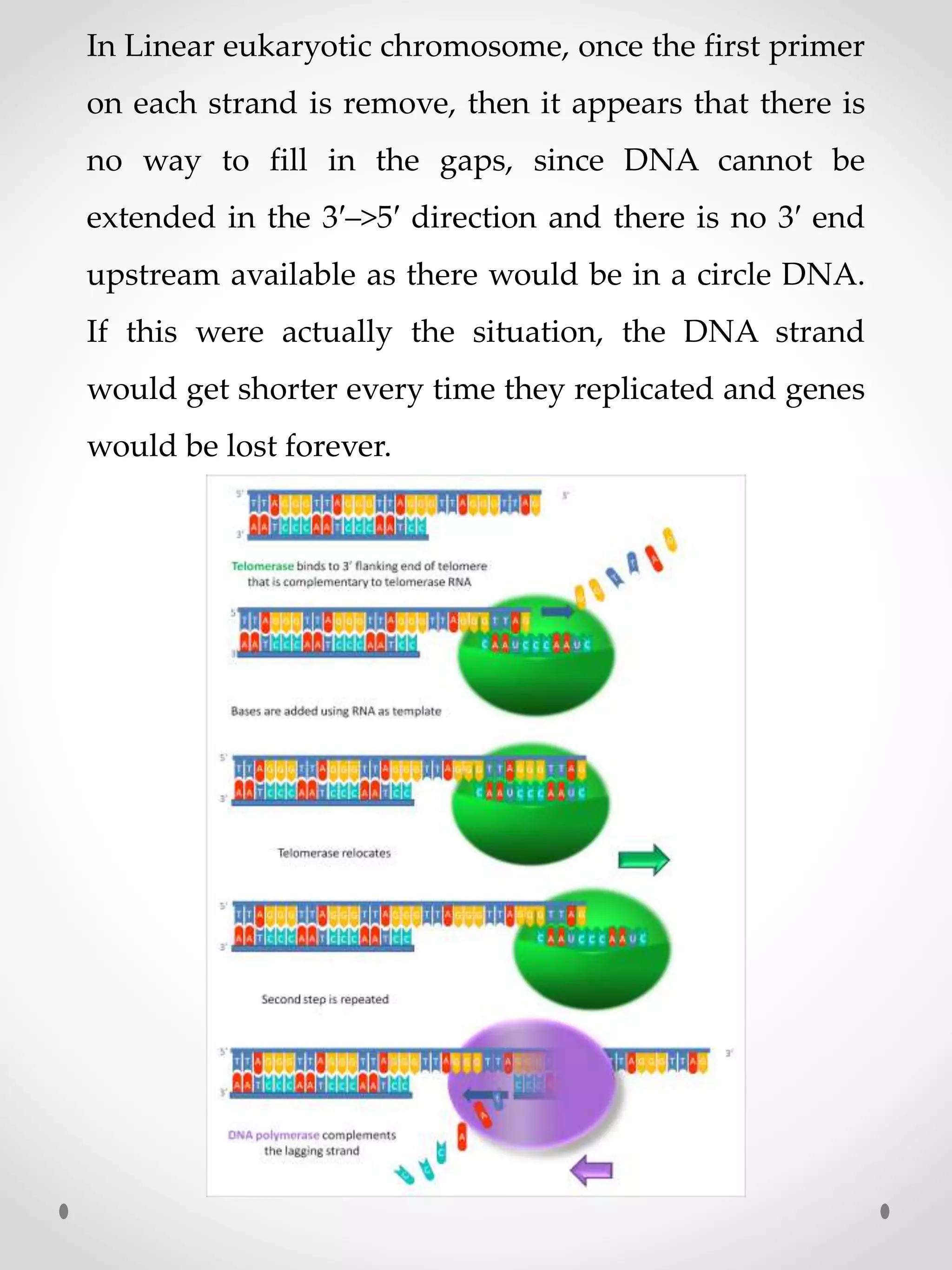 Eukaryotic DNA replication | PPTX