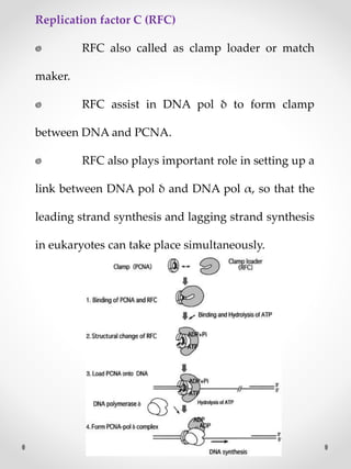 Eukaryotic DNA replication | PPTX