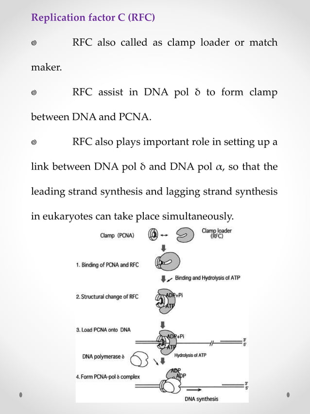 Eukaryotic DNA replication | PPTX | Biological Sciences | Science
