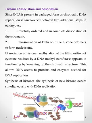 Eukaryotic DNA replication | PPTX