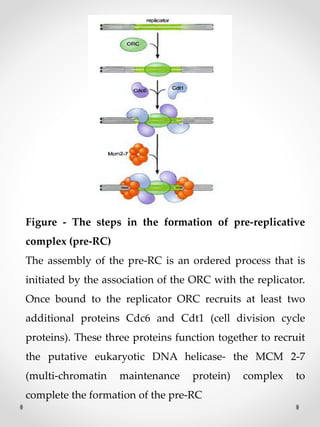 Eukaryotic DNA replication | PPTX