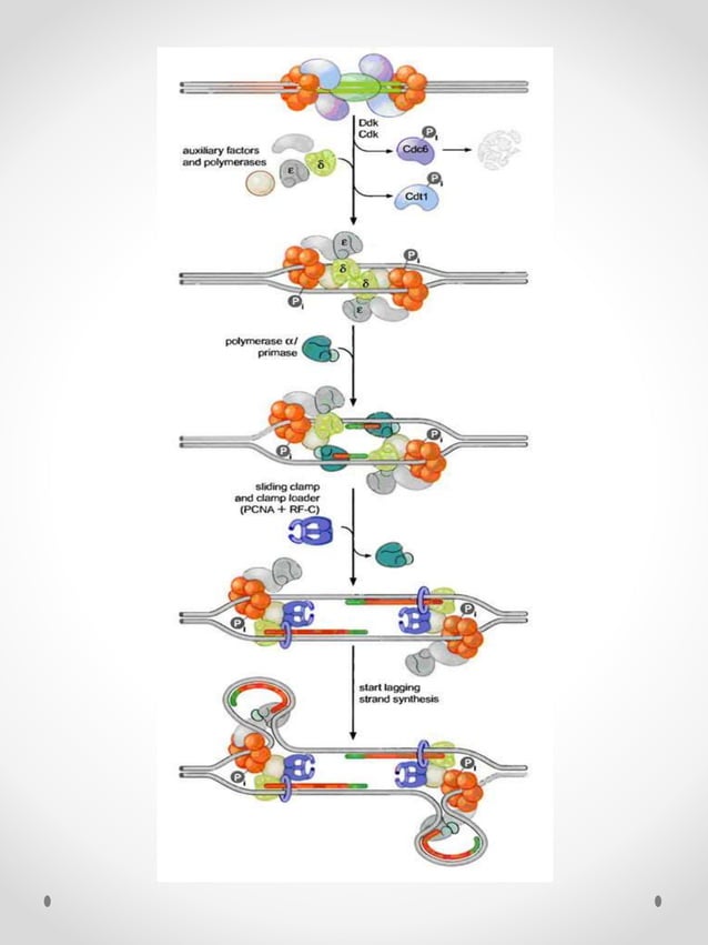 Eukaryotic DNA replication | PPTX | Biological Sciences | Science