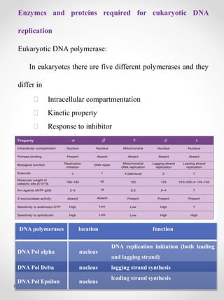 Eukaryotic DNA replication | PPTX