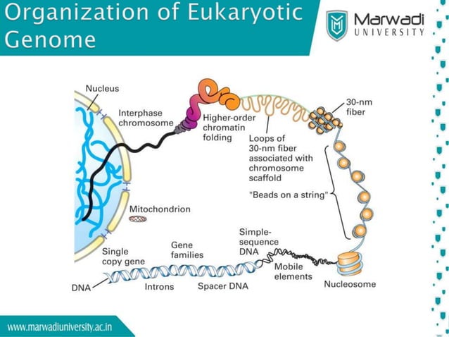 Eukaryotic dna replication | PPTX