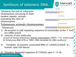 Eukaryotic dna replication | PPTX