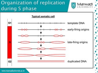 Eukaryotic dna replication | PPTX