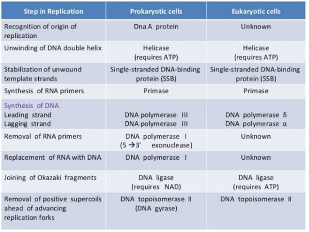 EUKARYOTIC DNA REPLICATION.pptx pharmacology | PPTX