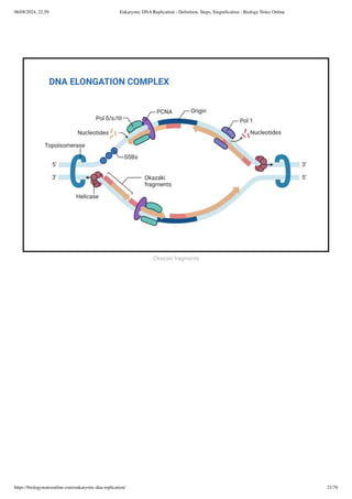 Eukaryotic DNA Replication - Definition, Steps, Singnification ...