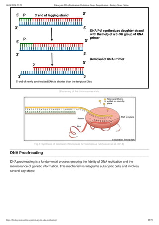 Eukaryotic DNA Replication - Definition, Steps, Singnification ...