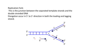 Eukaryotic dna replication jackson chary | PPT