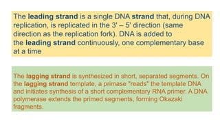 Eukaryotic dna replication jackson chary | PPTX