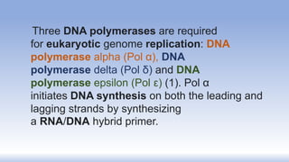 Eukaryotic dna replication jackson chary | PPTX