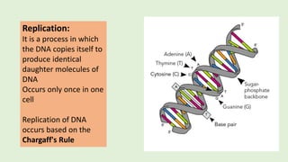 Eukaryotic dna replication jackson chary | PPTX