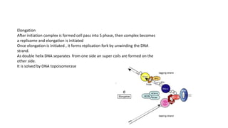 Eukaryotic dna replication jackson chary | PPTX
