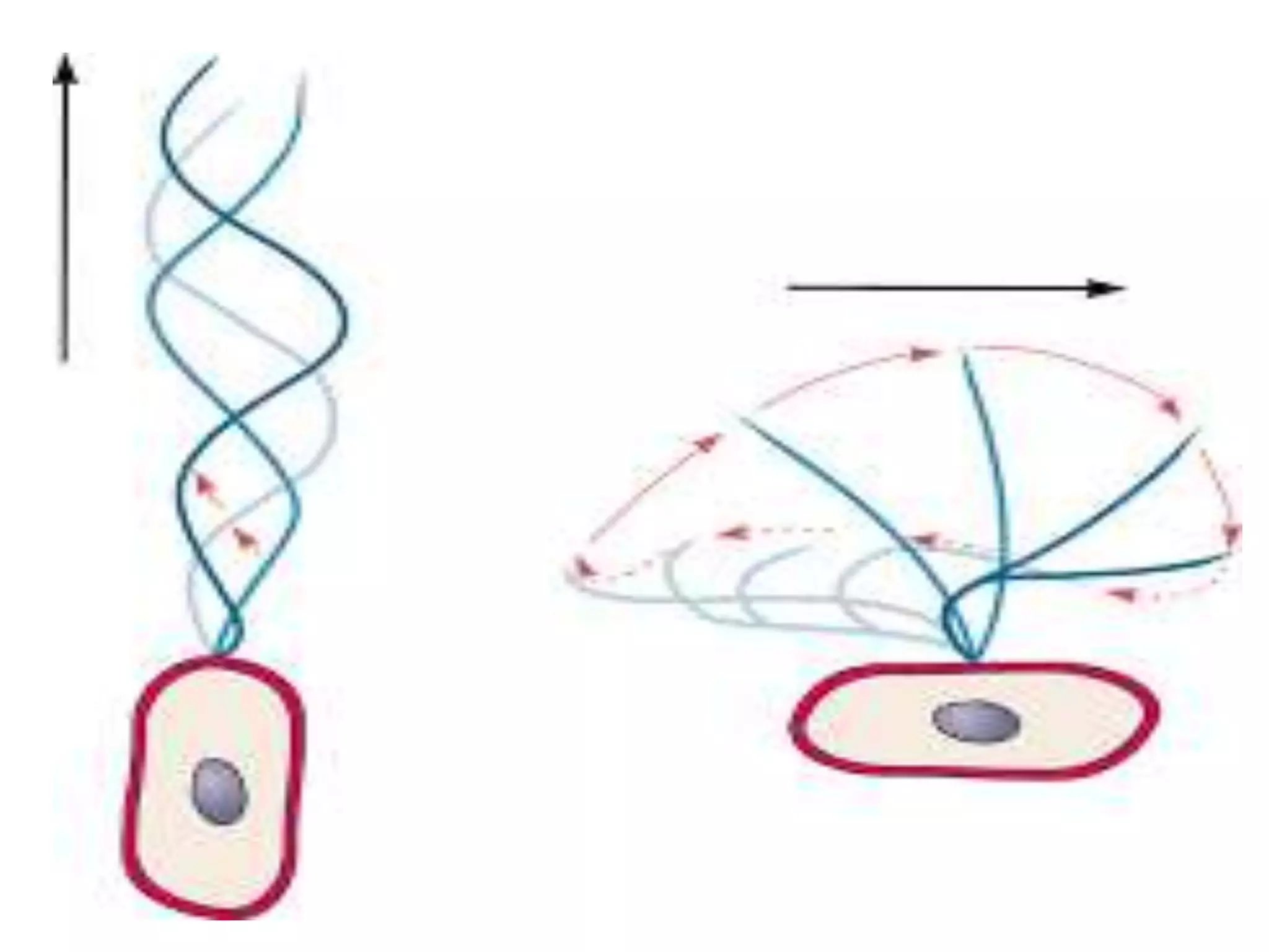 Eukaryotic flagella and cilia | PPTX