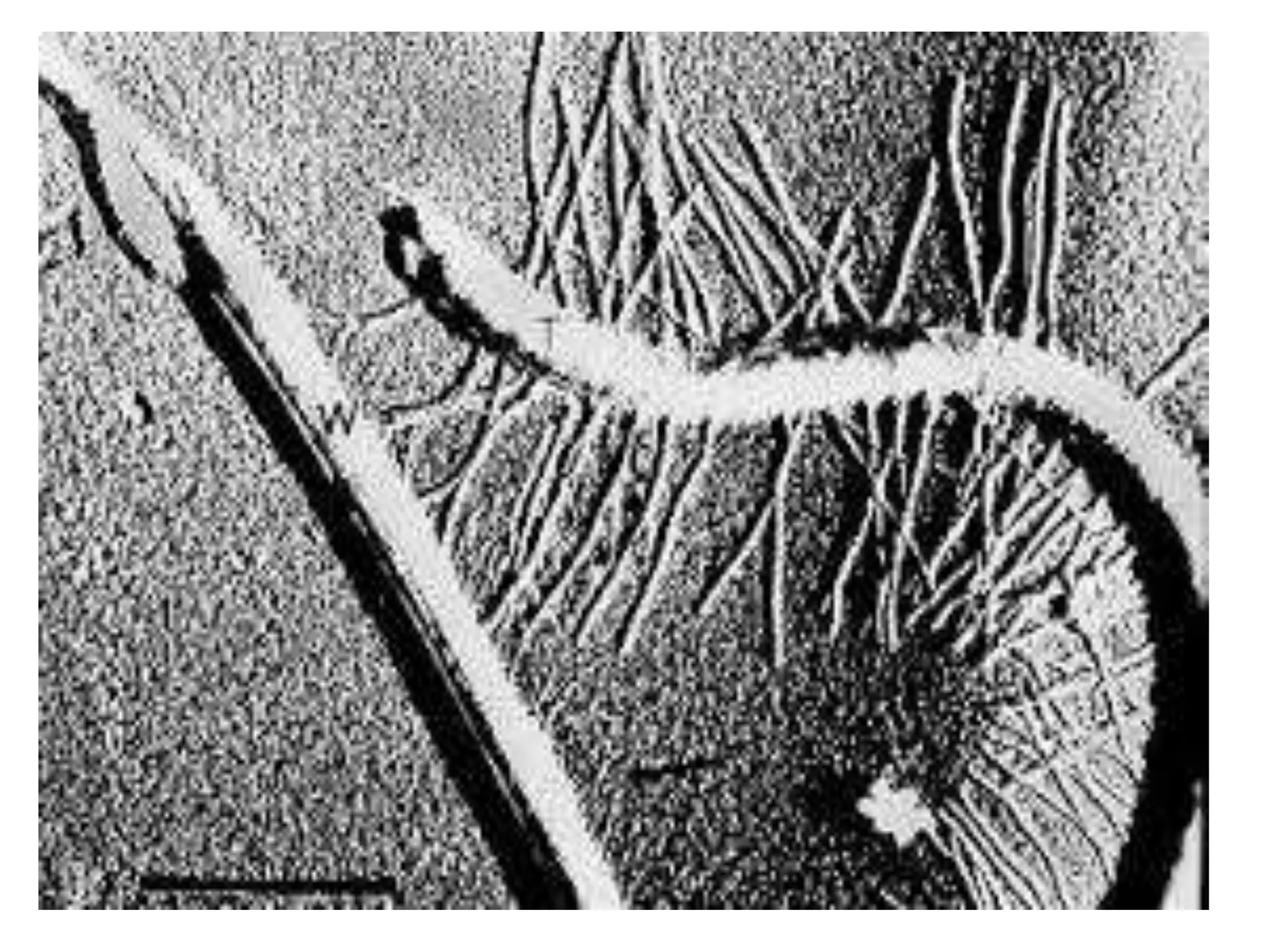 Eukaryotic flagella and cilia | PPT