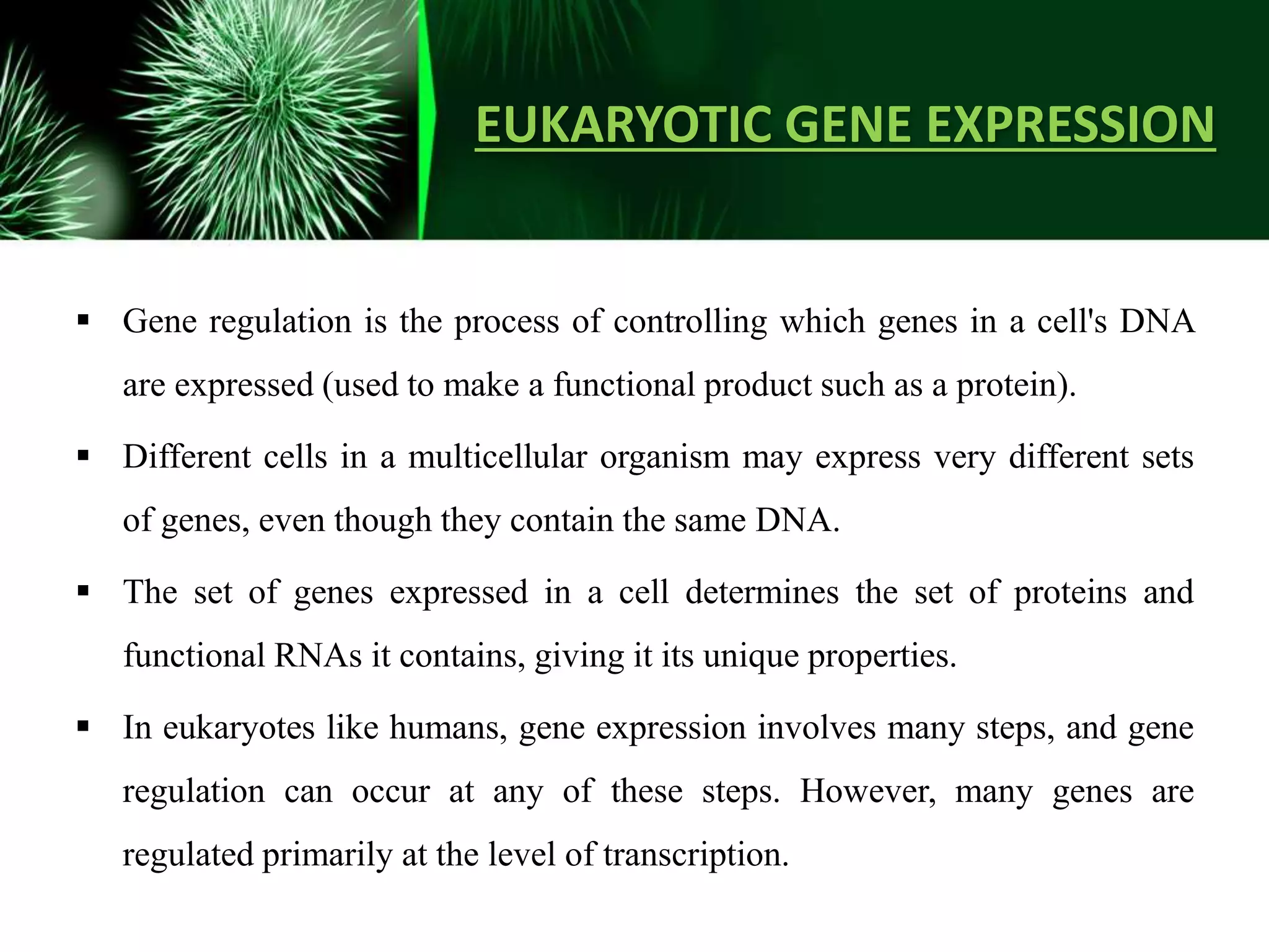 Eukaryotic gene expression | PPTX