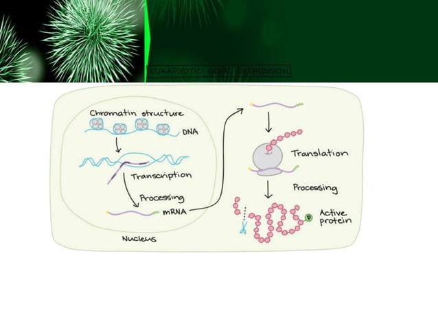 Eukaryotic gene expression | PPTX