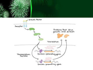 Eukaryotic gene expression | PPTX