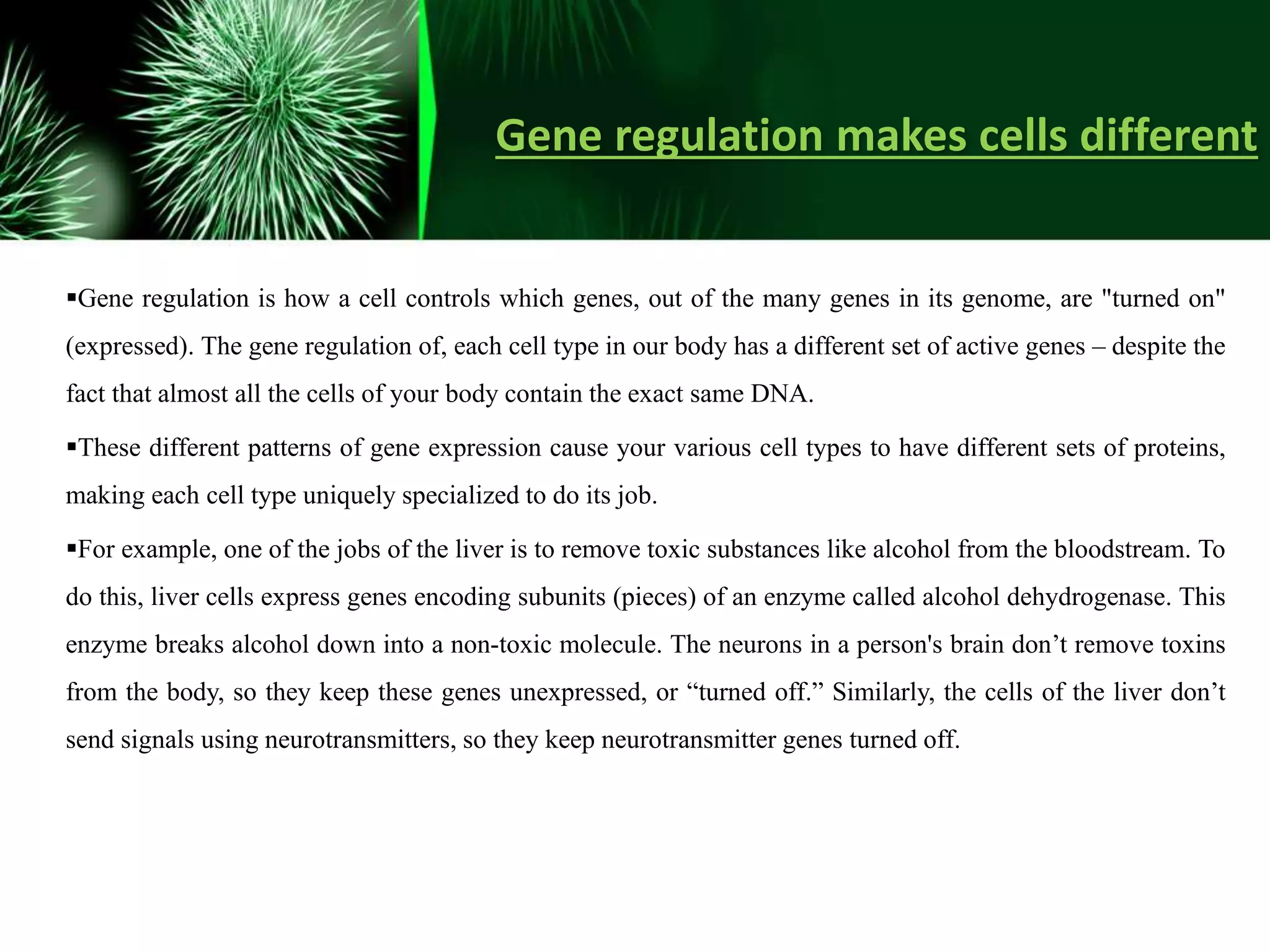 Eukaryotic gene expression | PPT