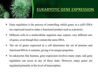 Eukaryotic gene expression | PPT