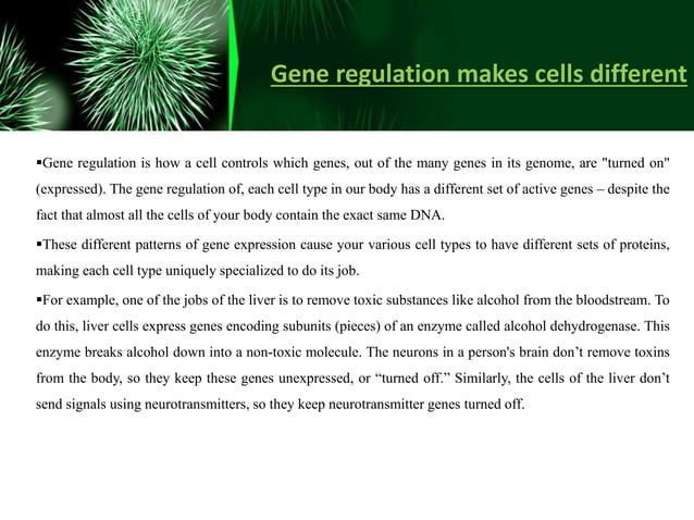 Eukaryotic gene expression | PPT
