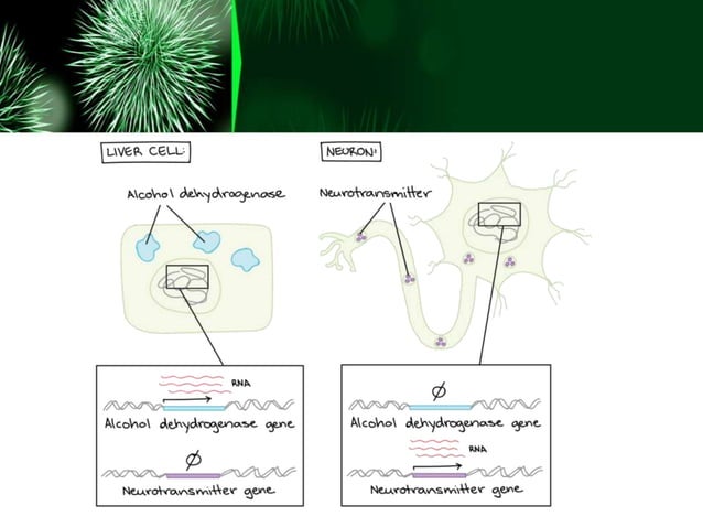 Eukaryotic gene expression | PPT