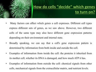 Eukaryotic gene expression | PPT