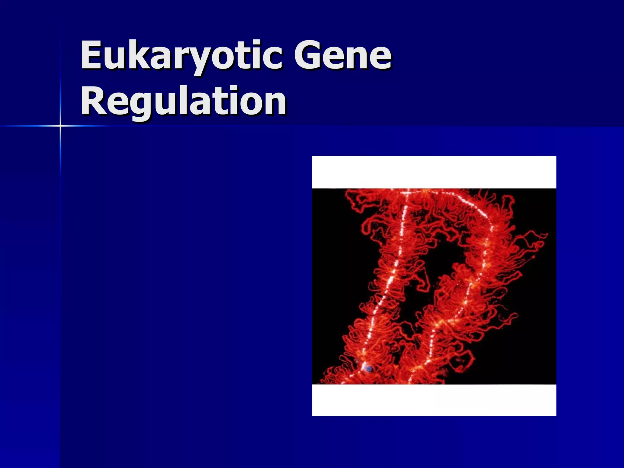 Eukaryotic Gene Regulation | PPT