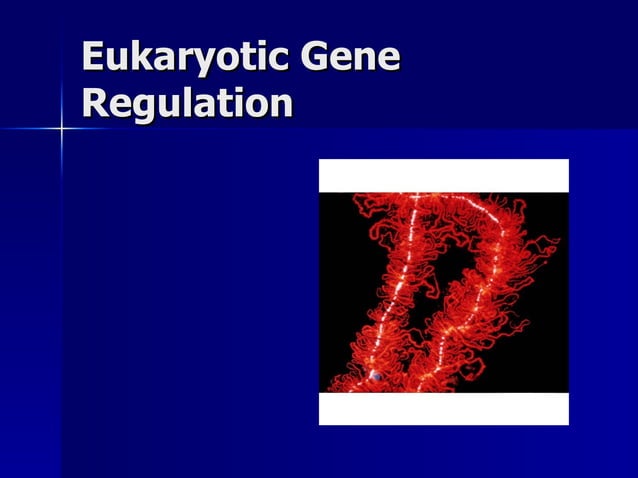 Eukaryotic Gene Regulation | PPT