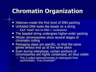 Eukaryotic Gene Regulation | PPT