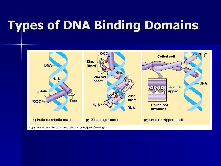 Eukaryotic Gene Regulation
