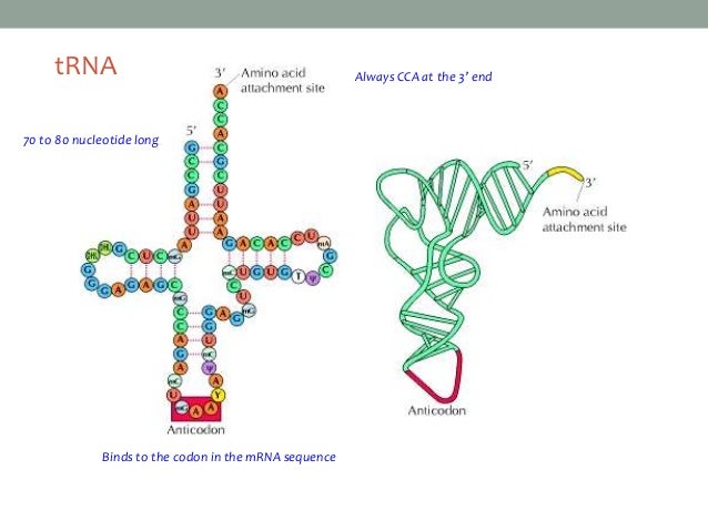 Eukaryotic gene regulation I 2013