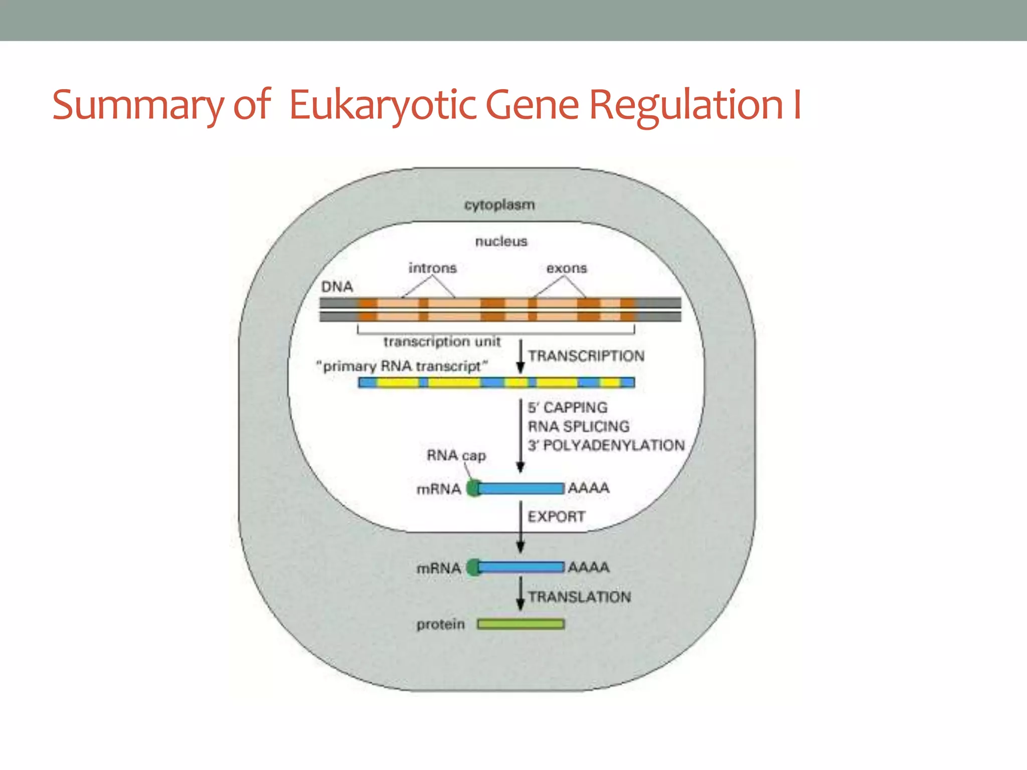 Eukaryotic gene regulation PART II 2013 | PPTX