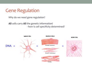 Eukaryotic gene regulation PART II 2013 | PPTX