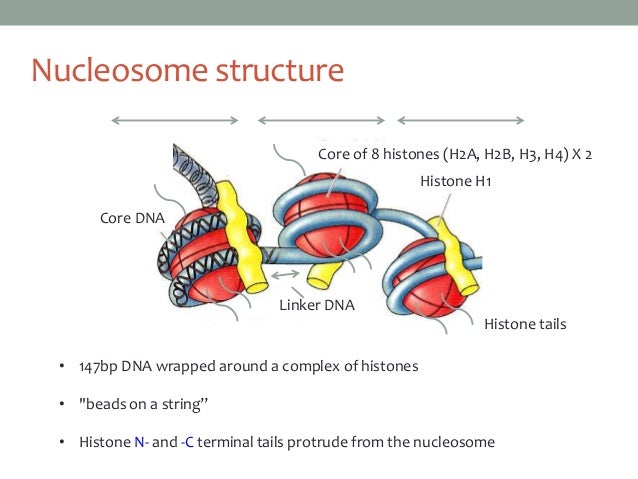 Eukaryotic gene regulation PART II 2013