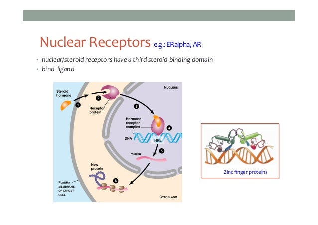Eukaryotic gene Regulation II 2014