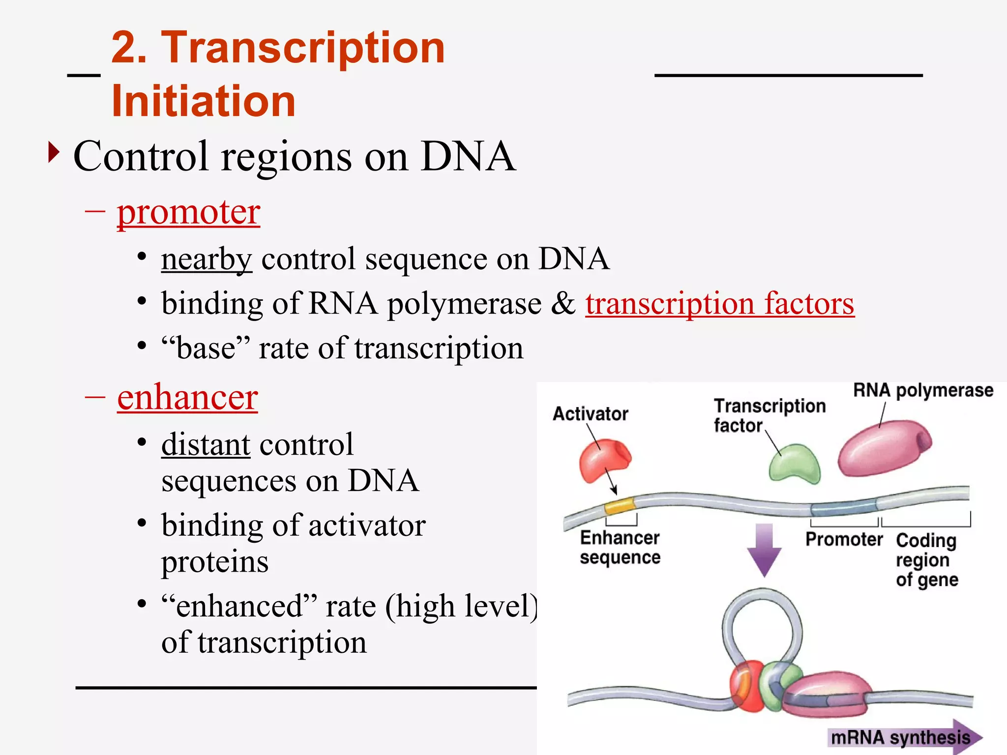Eukaryotic gene regulation models (by np mendez) | PPT