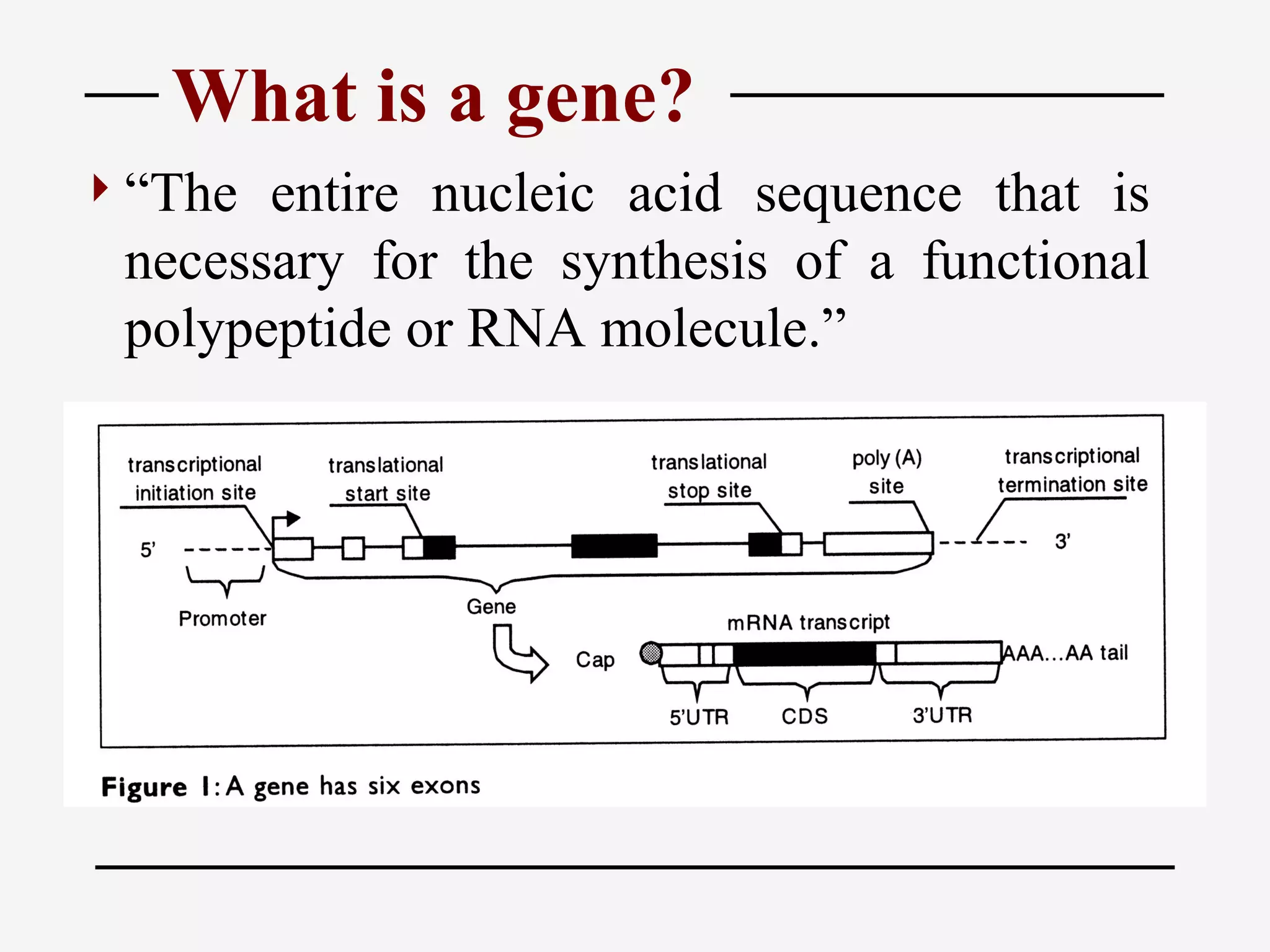 Eukaryotic gene regulation models (by np mendez) | PPT