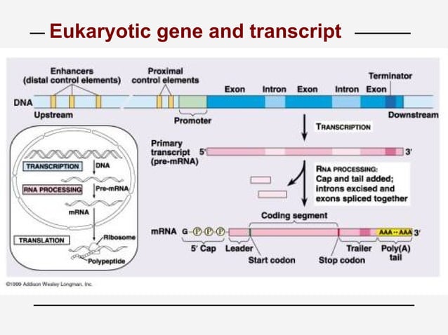 Eukaryotic gene regulation models (by np mendez) | PPT
