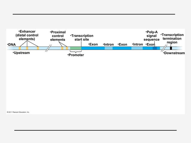 Eukaryotic gene regulation models (by np mendez) | PPT