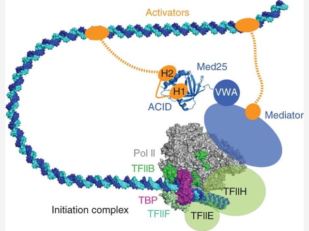 Eukaryotic gene regulation models (by np mendez) | PPT