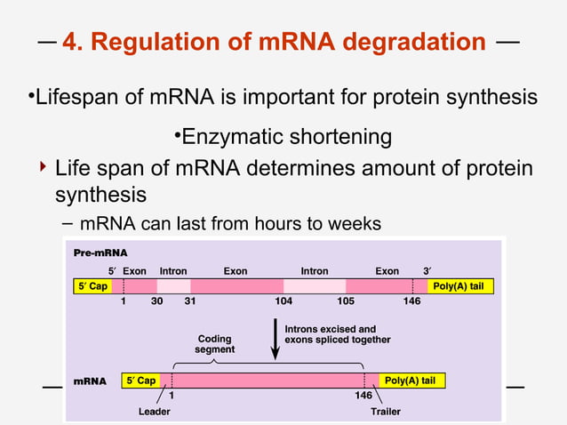 Eukaryotic gene regulation models (by np mendez) | PPT