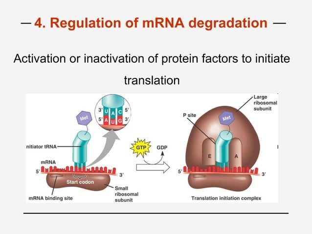 Eukaryotic gene regulation models (by np mendez) | PPT
