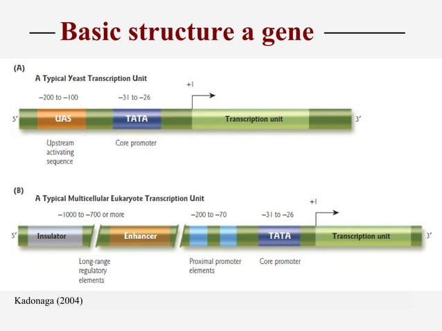 Eukaryotic gene regulation models (by np mendez) | PPT